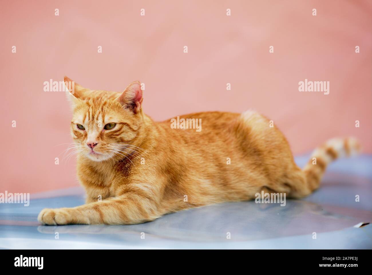 Cat stretched out paw hi-res stock photography and images - Alamy