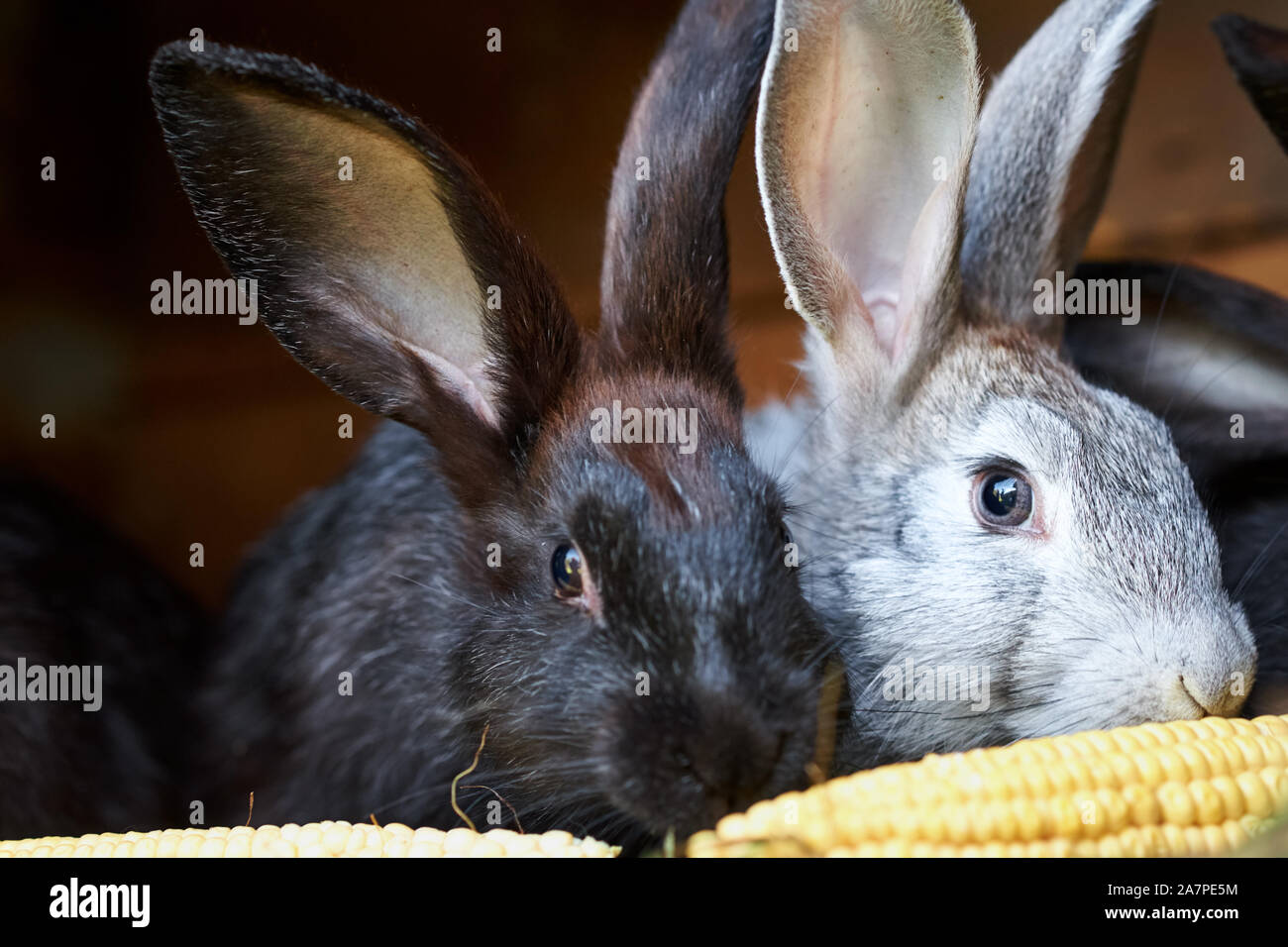 Gray and black bunny rabbits eating ear of corn, close up Stock Photo ...