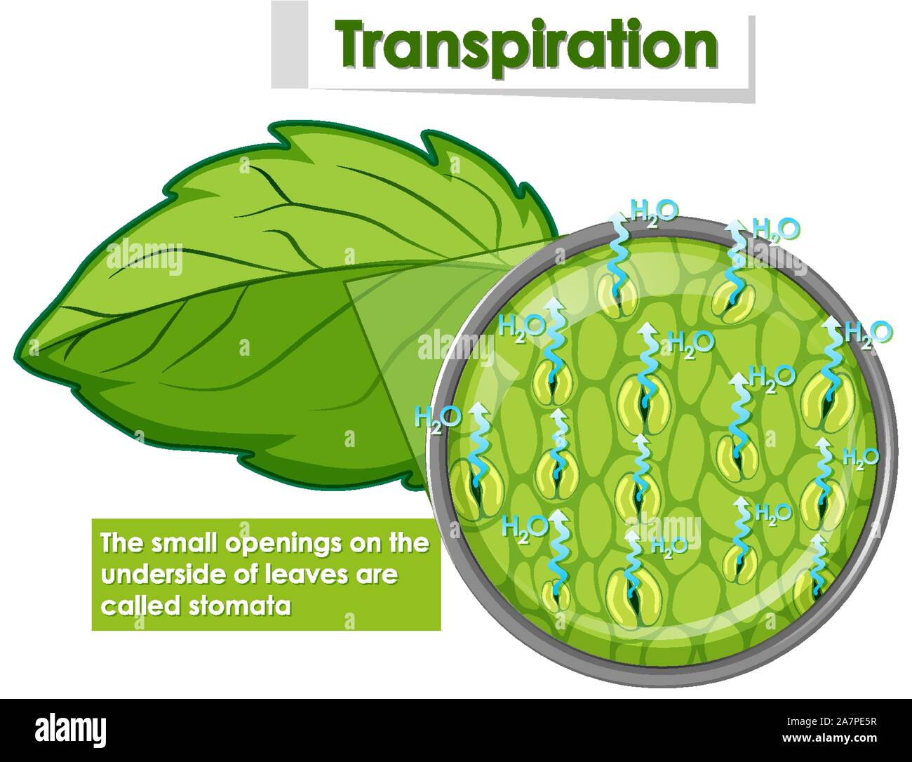 Botany What Is Transpiration at Margaret Newsom blog