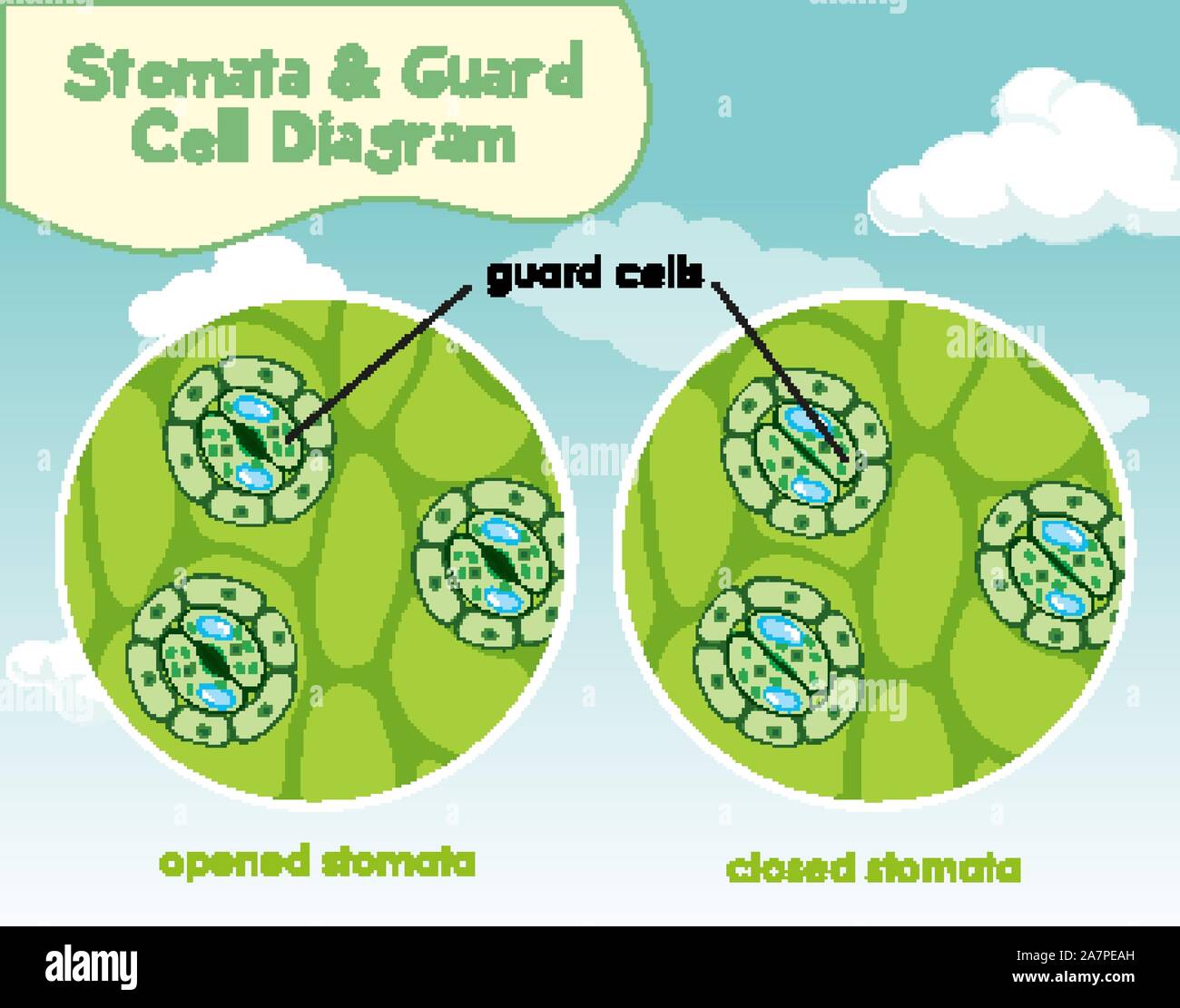 Leaf Guard Cells