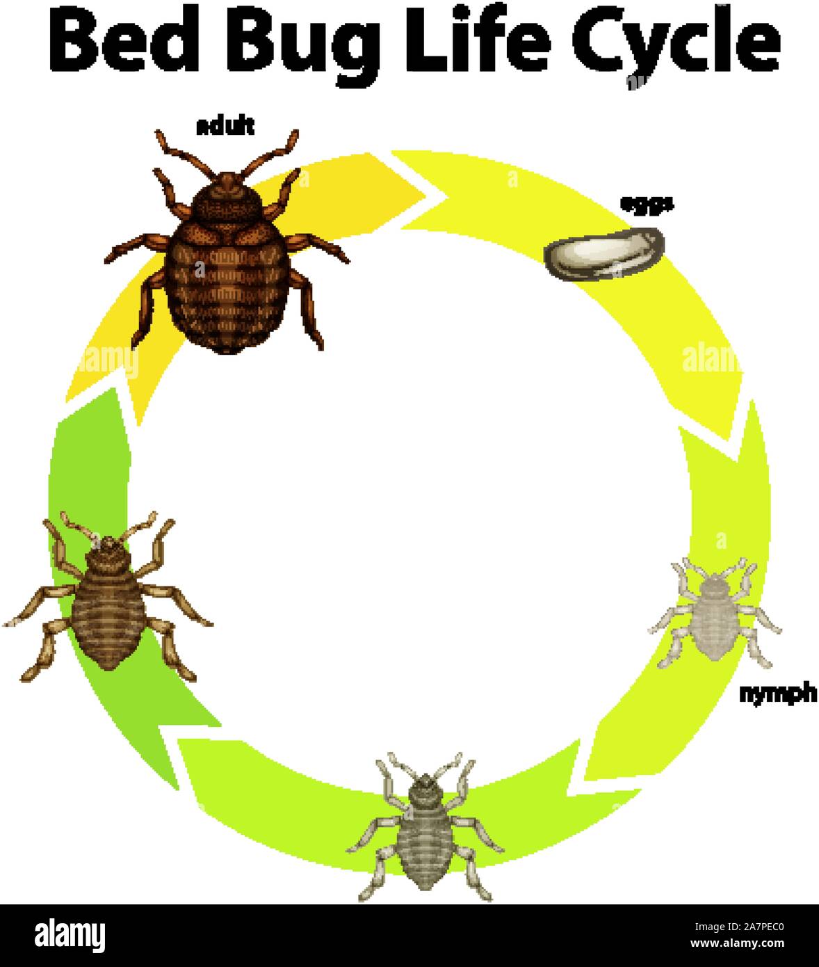 Diagram showing life cycle of bed bug illustration Stock Vector Image ...