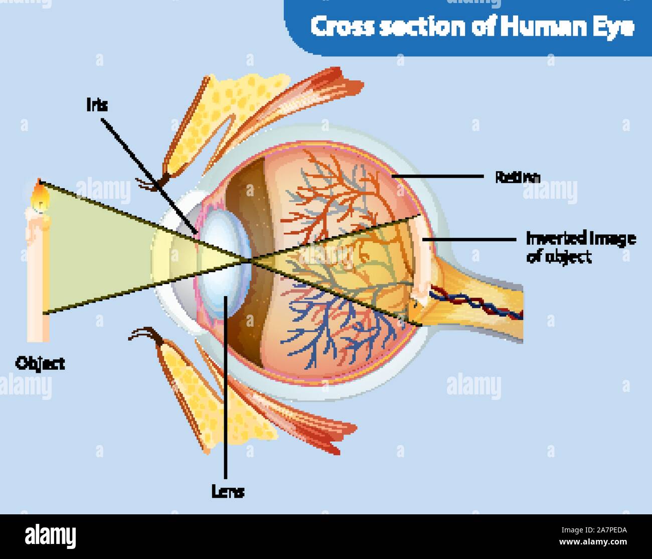 Diagram showing cross section of human eye illustration Stock Vector ...