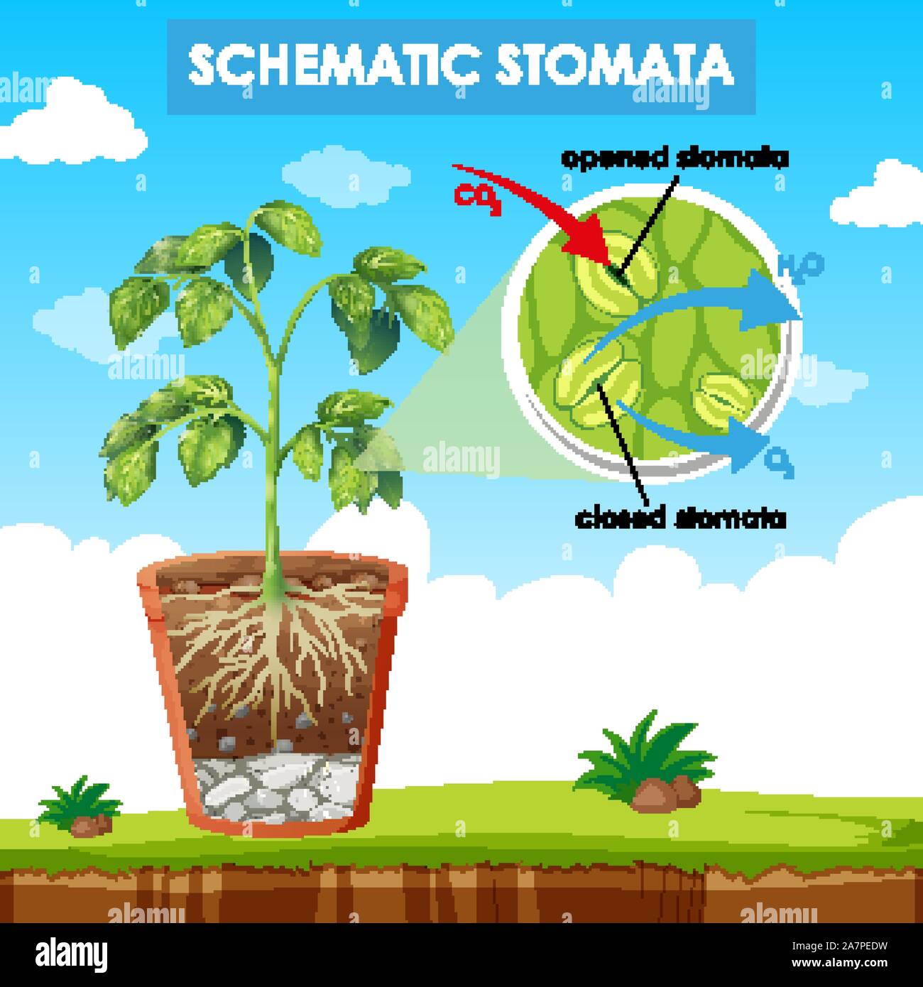 Diagram showing schematic stomata illustration Stock Vector Image & Art ... Diagram showing schematic stomata illustration Stock Vector Image & Art ...
