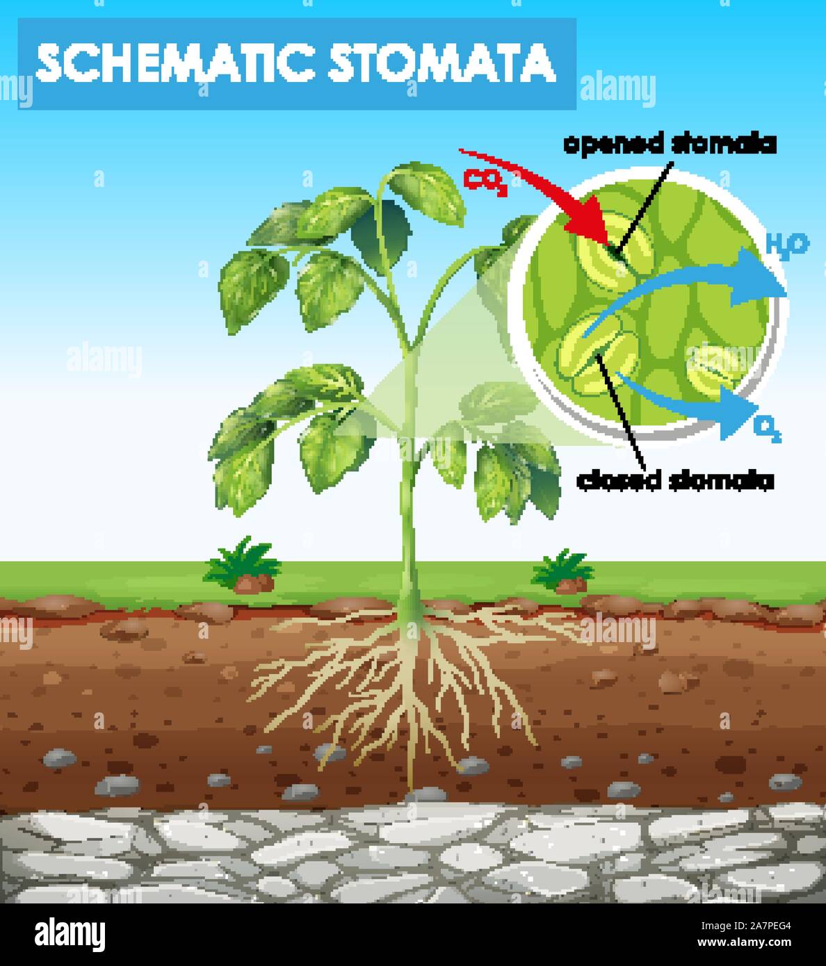 Diagram showing schematic stomata illustration Stock Vector Image & Art ...