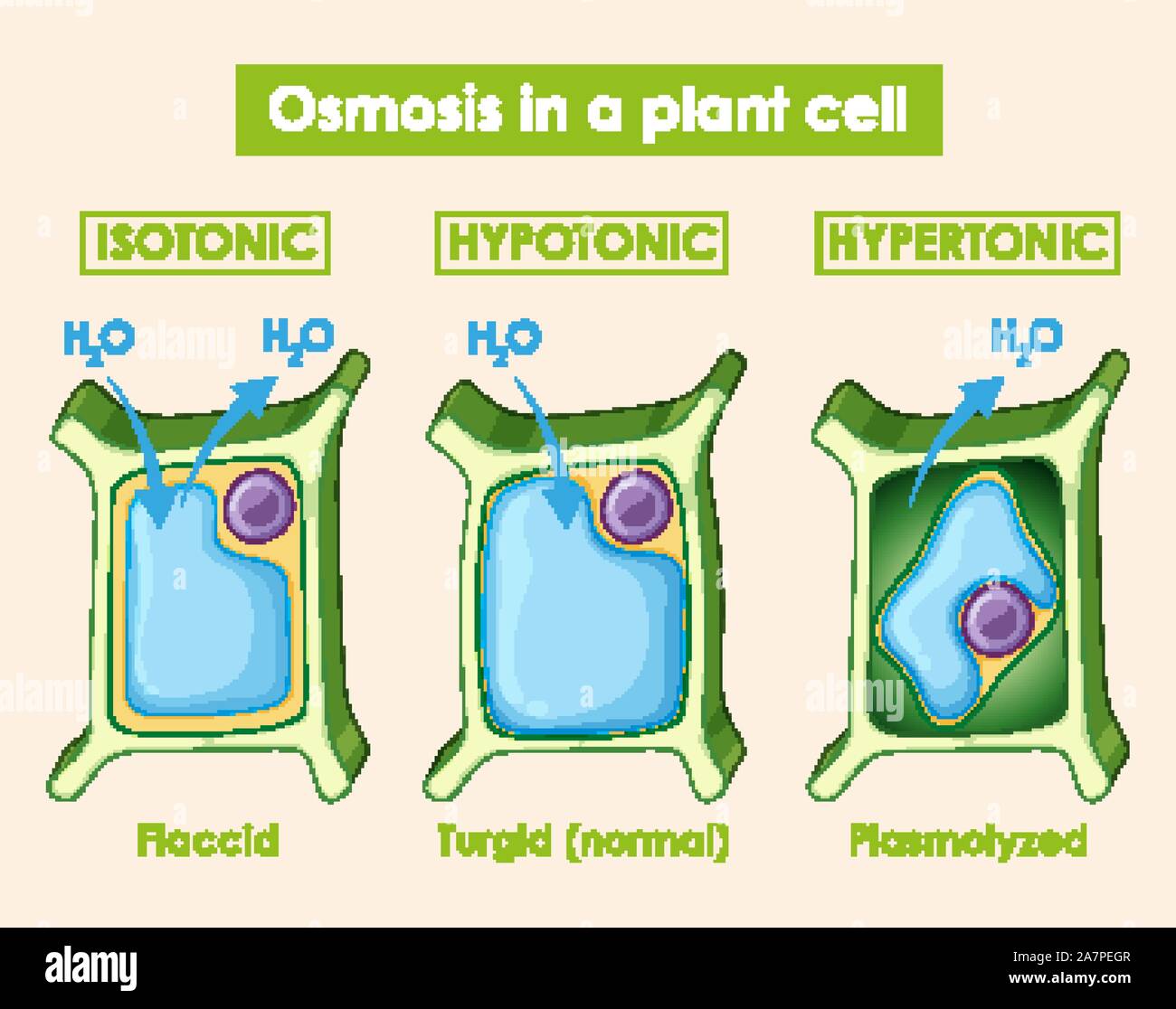 Diagram showing osmosis in plant cell illustration Stock Vector Image ...