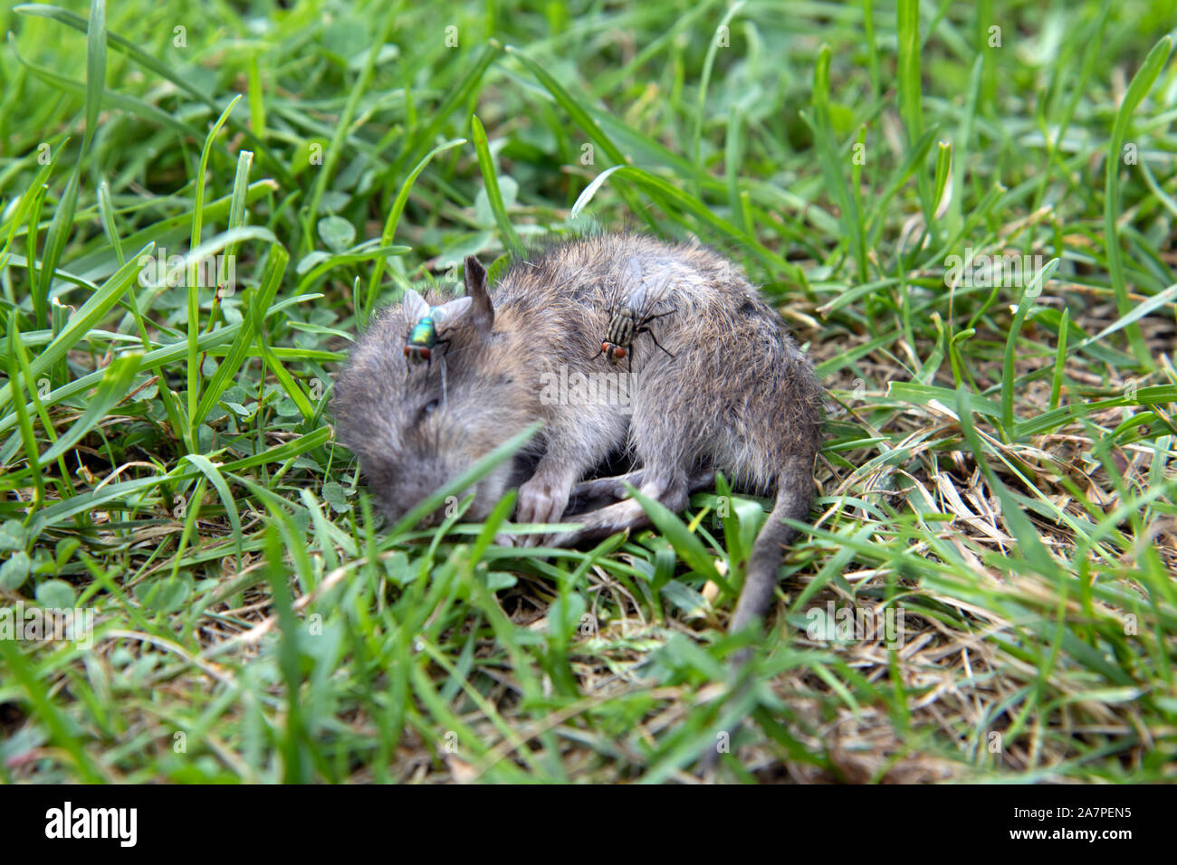 A flies are crawling on a dead mouse in a meadow. Little rodent lying ...