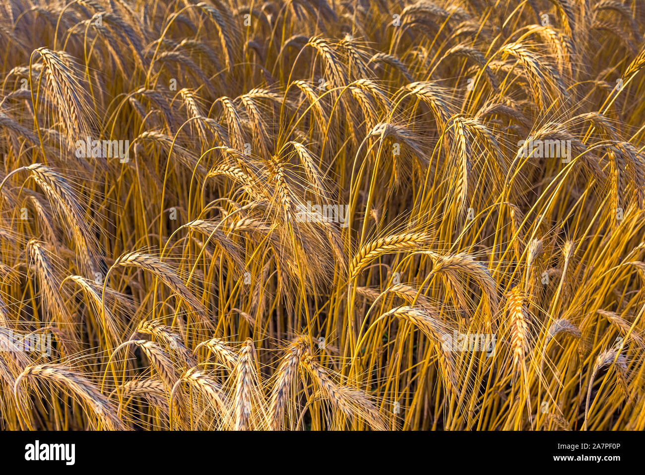 Dry wheat field, drought condintions with heat Stock Photo - Alamy