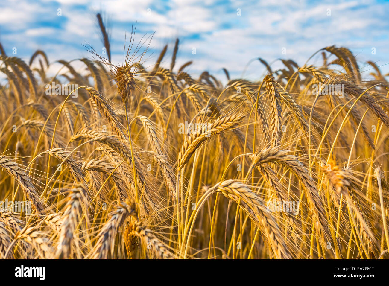 Dry wheat field, drought condintions with heat Stock Photo - Alamy