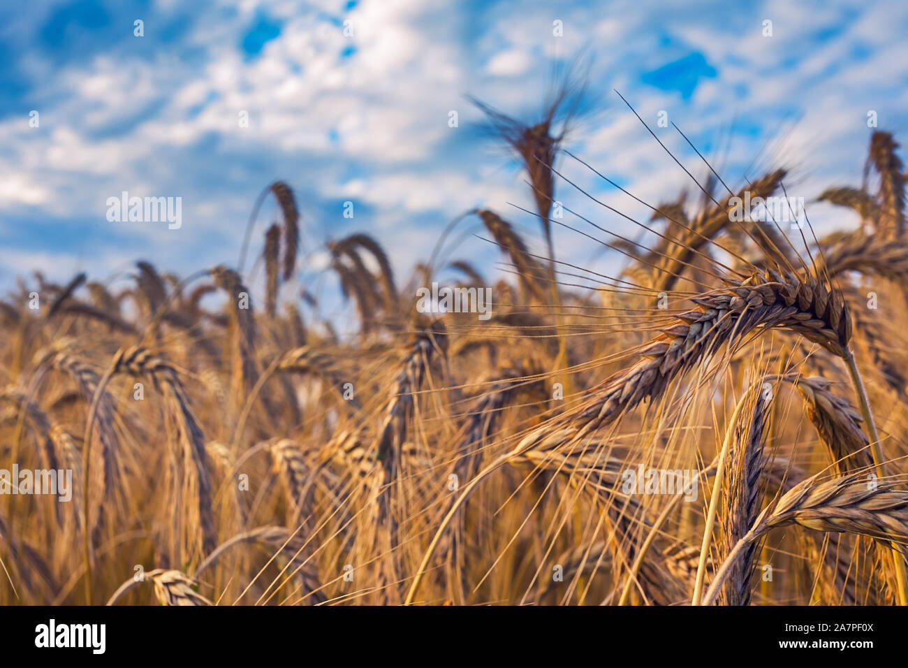 Dry wheat field, drought condintions with heat Stock Photo - Alamy