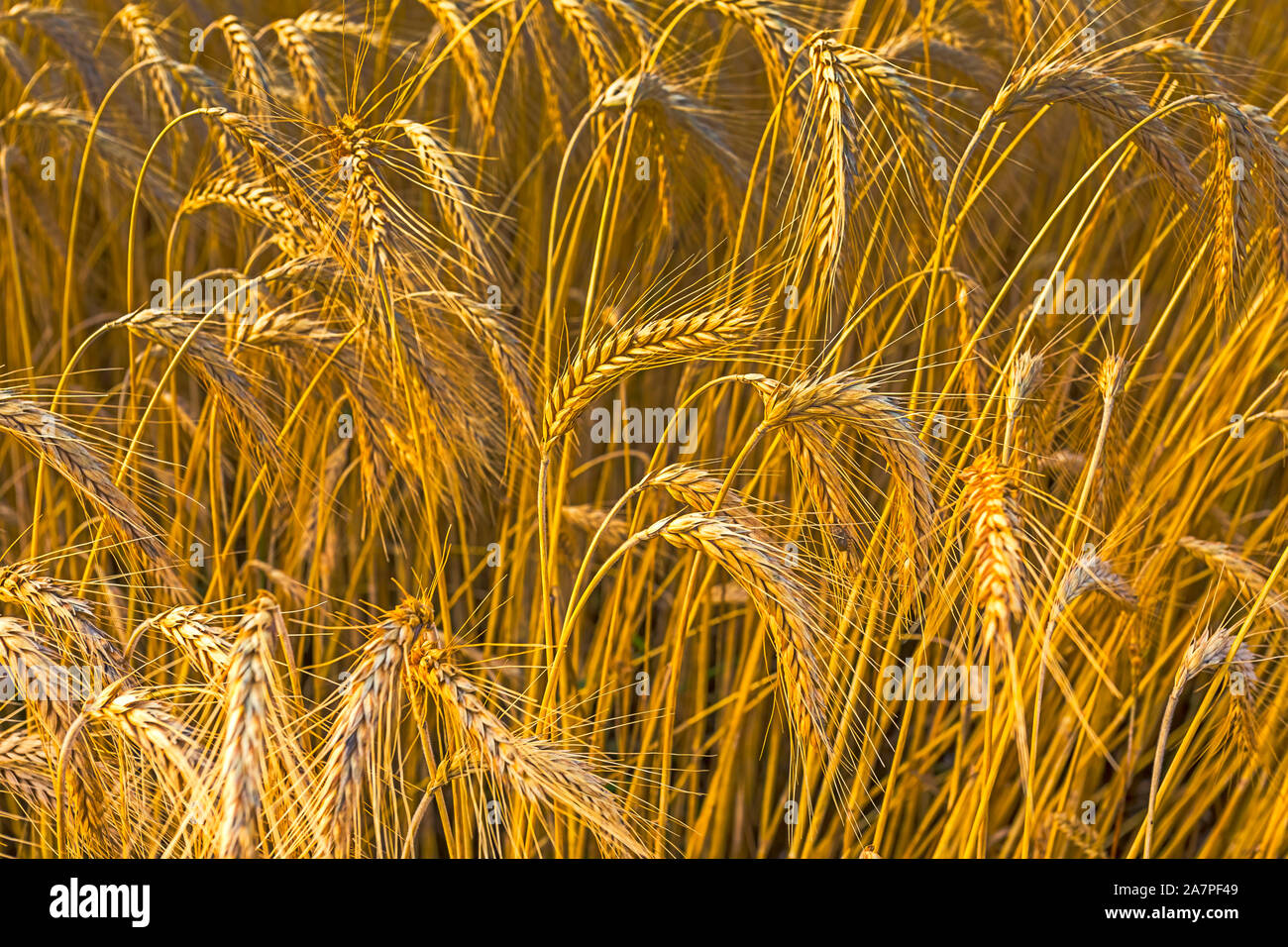 Dry wheat field, drought condintions with heat Stock Photo - Alamy