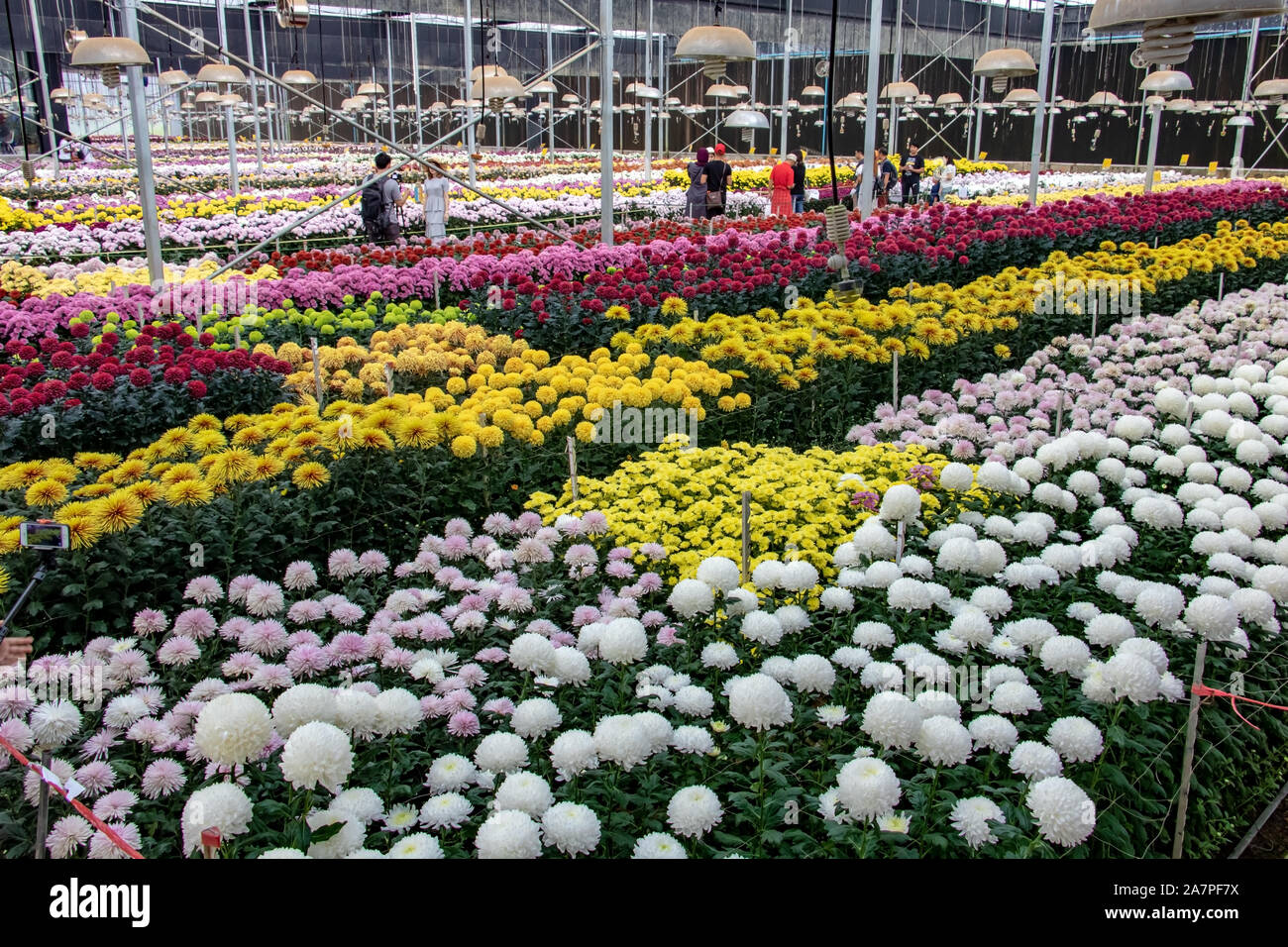 PRACHIN BURI,THAILAND, JAN 07 2018, Lines of colored Chrysanthemum ...