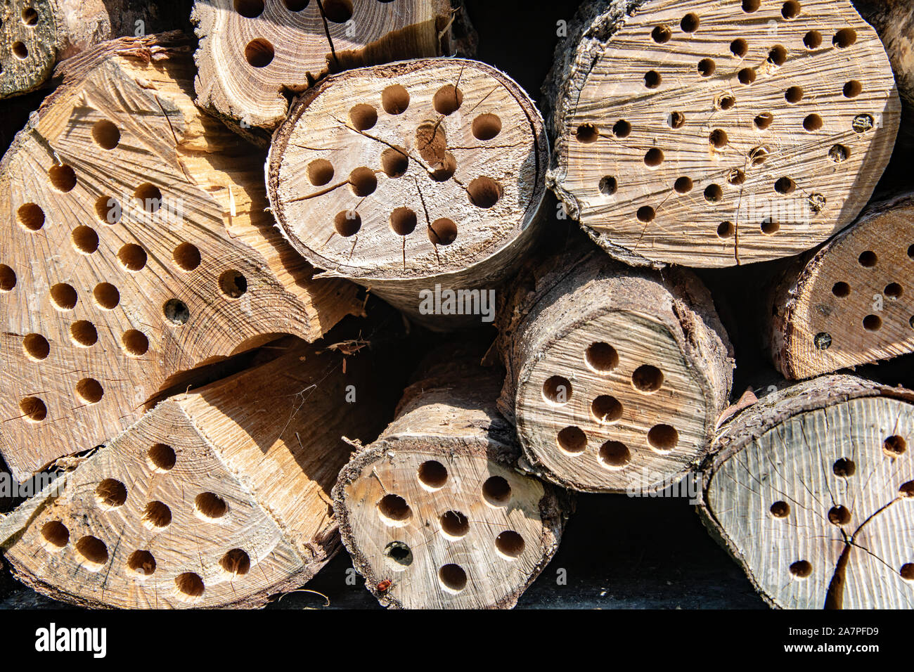 Drilled holes in wooden logs for insect housing, insect hotel, close up ...