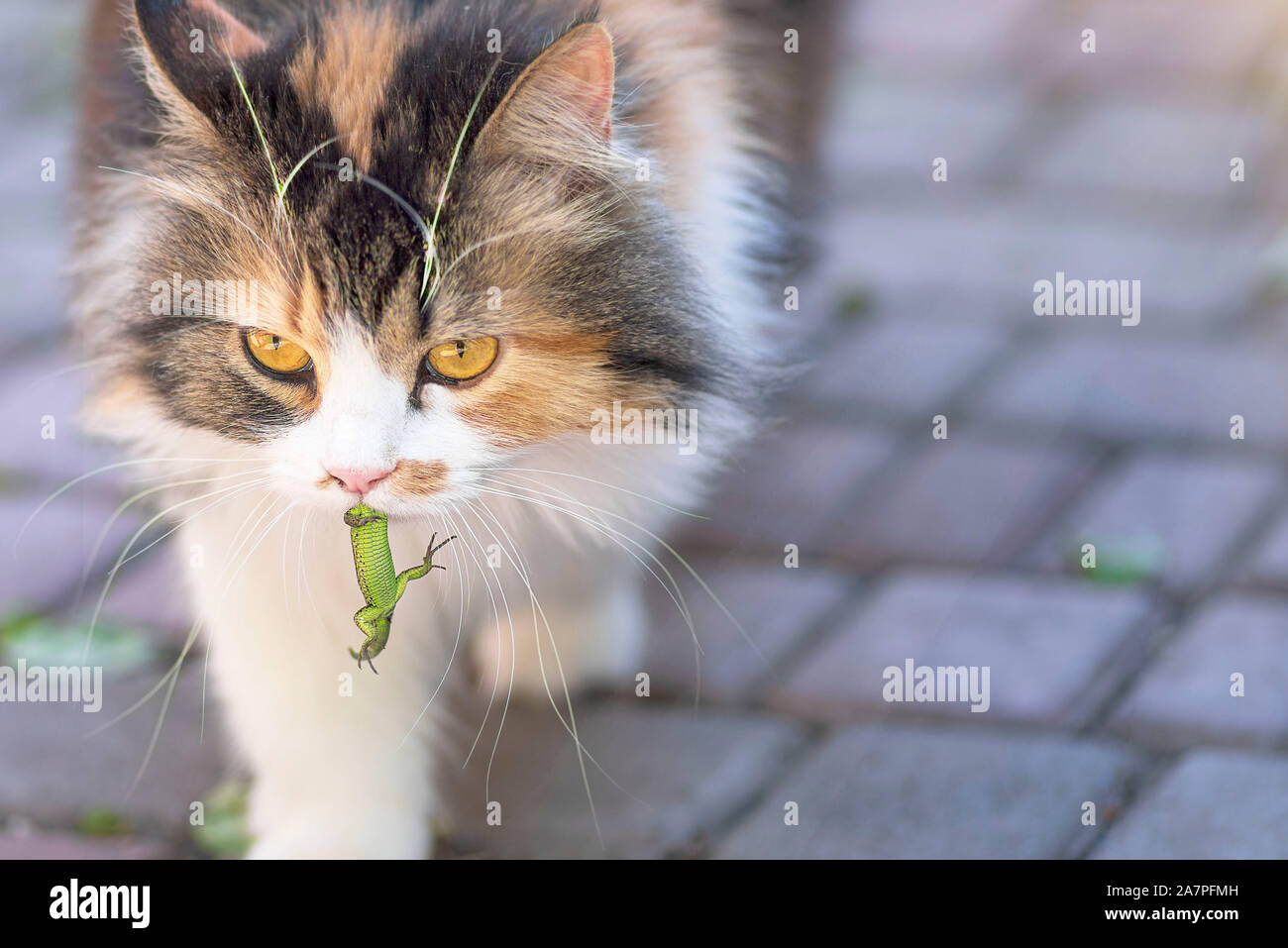 Predator and prey lizard hi-res stock photography and images - Alamy