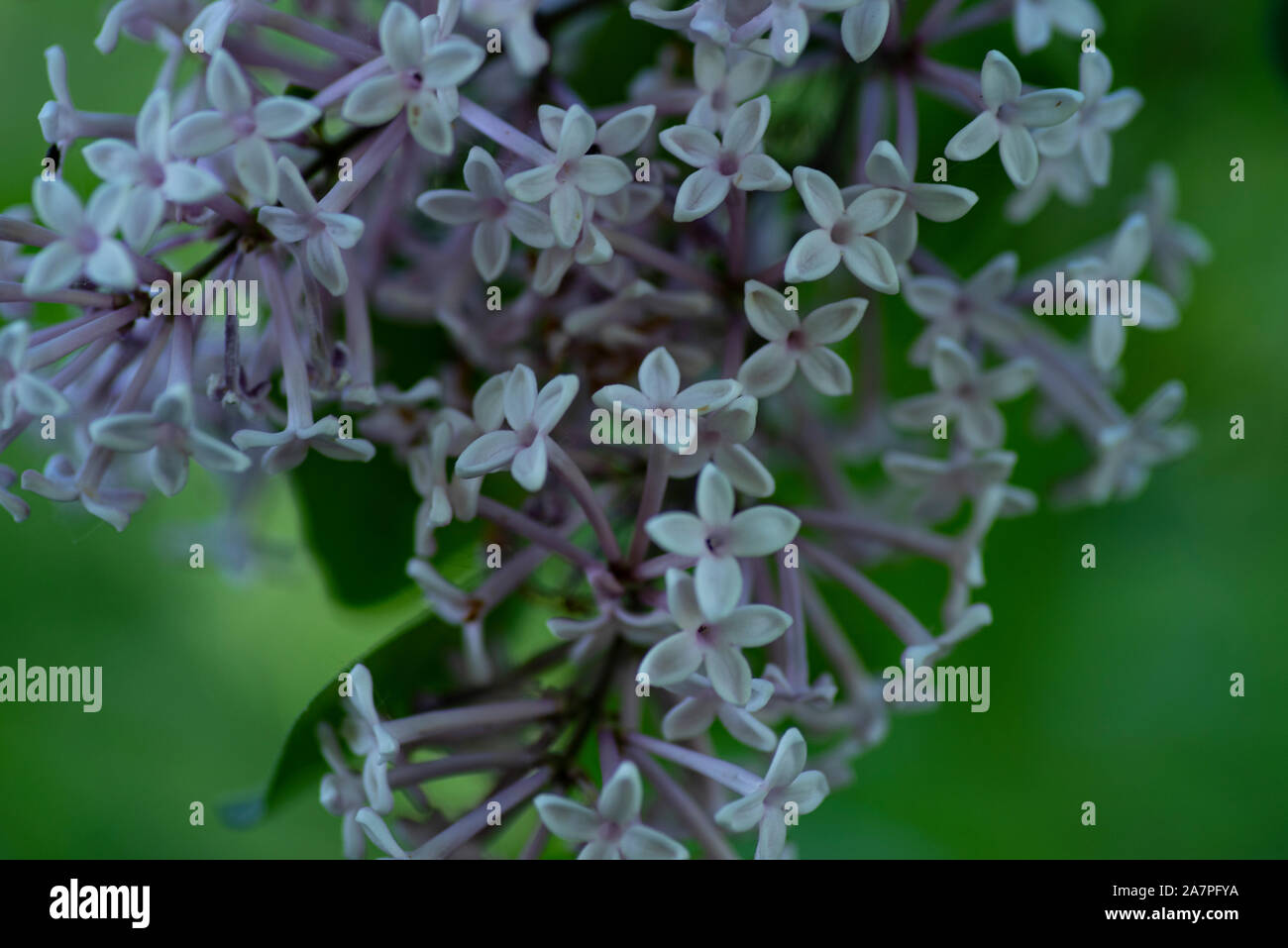 Lilac flowers in the garden. Lilac flowering. Spring season.Lilac ...