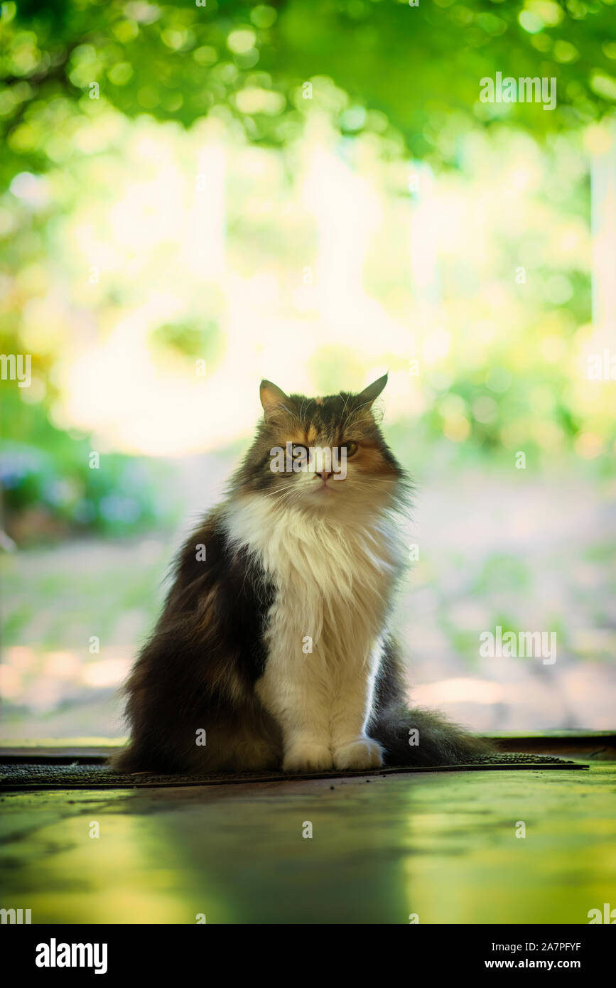 Multi colored cat hi-res stock photography and images - Alamy