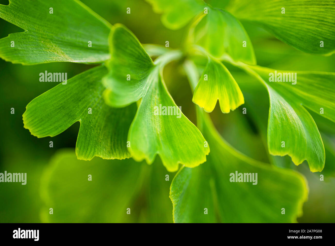 Gingko biloba leaves in nature with sunshine.Green leaves of dingo tree ...