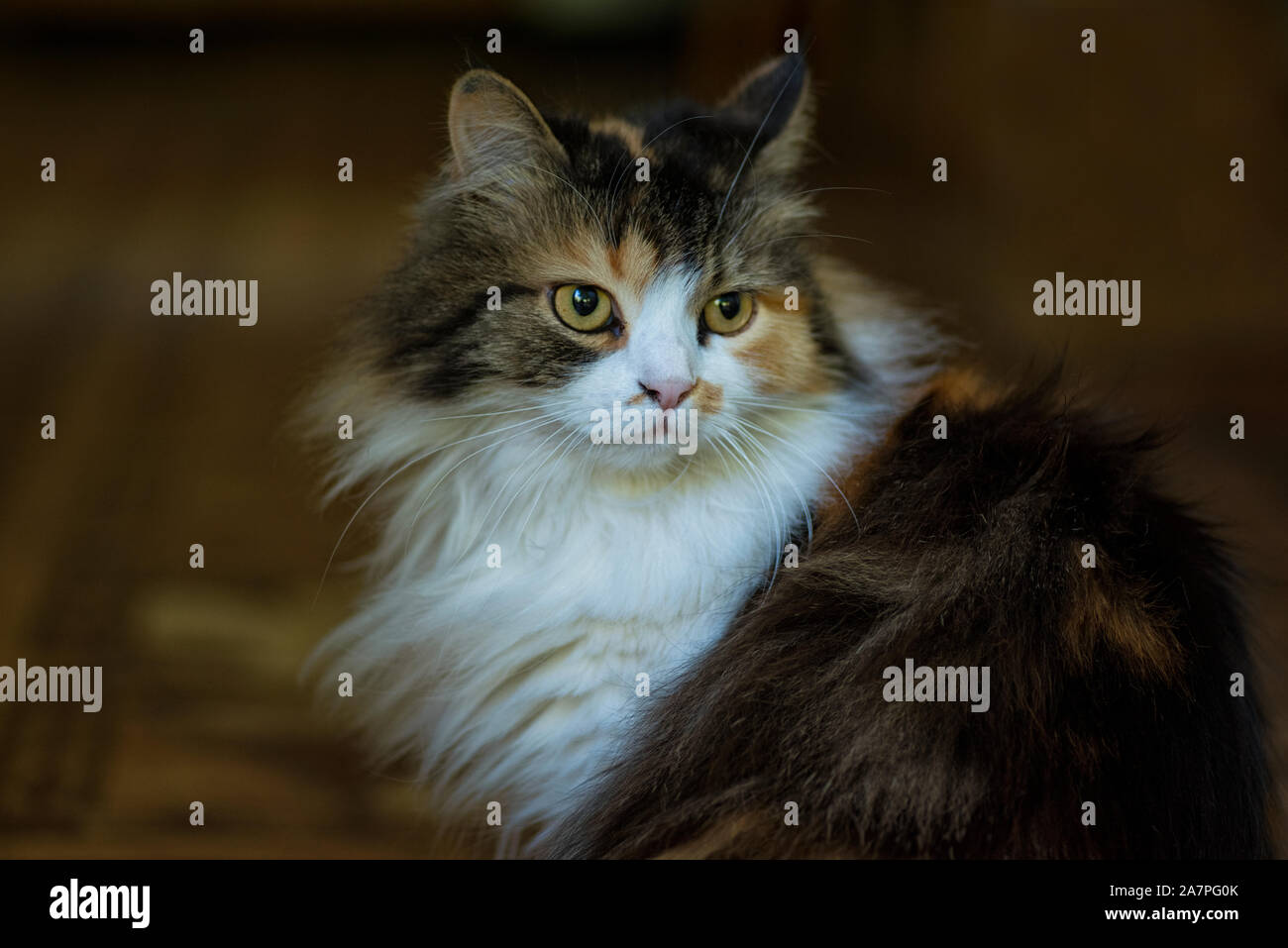 A multi-colored cat sits on the doorstep of the house. Pets.. Cat ...