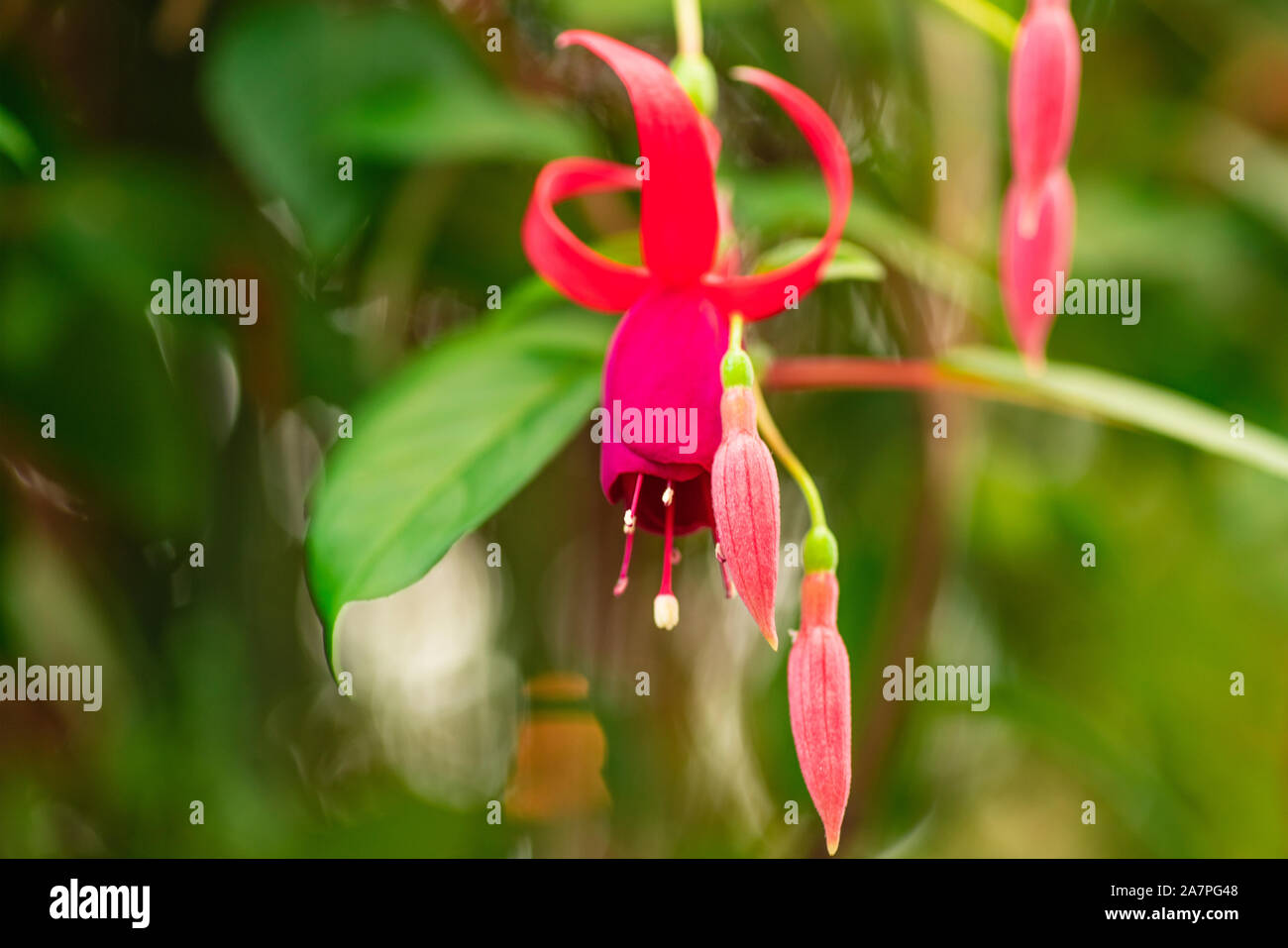 Pink Fuchsia Alisson Bel flowers growing on bush in garden.Fuchsia ...