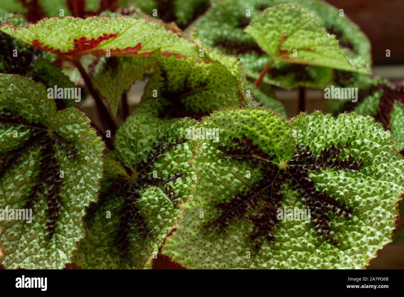 Close-up of begonia. Begonia close-up. Big green leaves of begonia ...