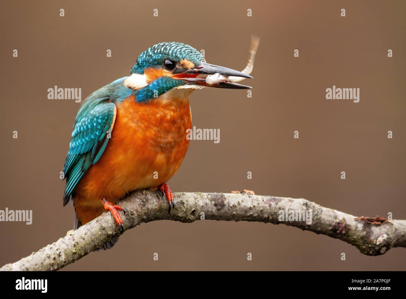 Common kingfisher adjusting the position of the fish Stock Photo - Alamy