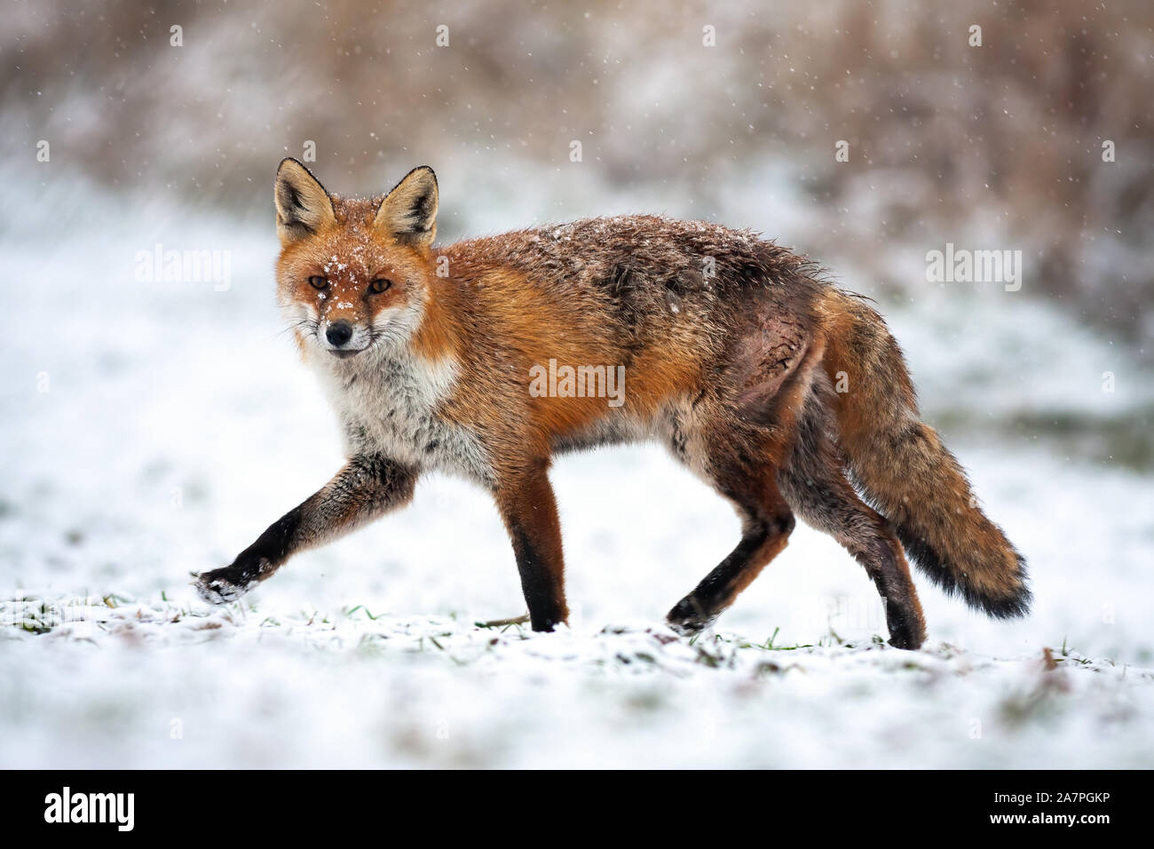 Injured fox hi-res stock photography and images - Alamy