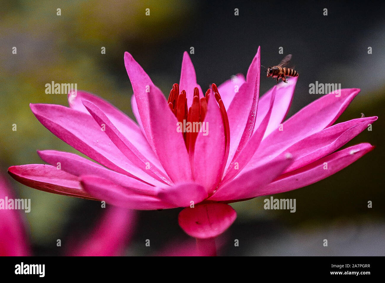 Quezon City, Philippines. 4th Nov, 2019. A bee collects pollen from a ...