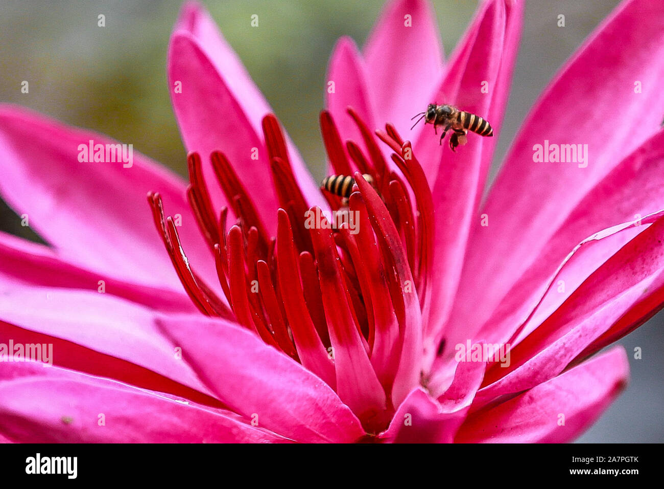 Quezon City, Philippines. 4th Nov, 2019. A bee collects pollen from a ...