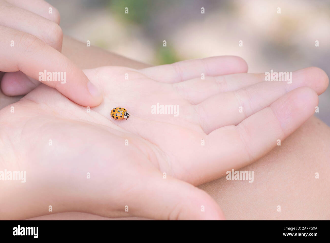 Ladybug on the palm of your hand. Insects, ladybug on the palm close up ...