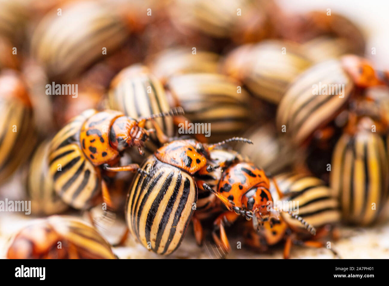 Potato bugs on foliage of potato in nature, natural background, close ...