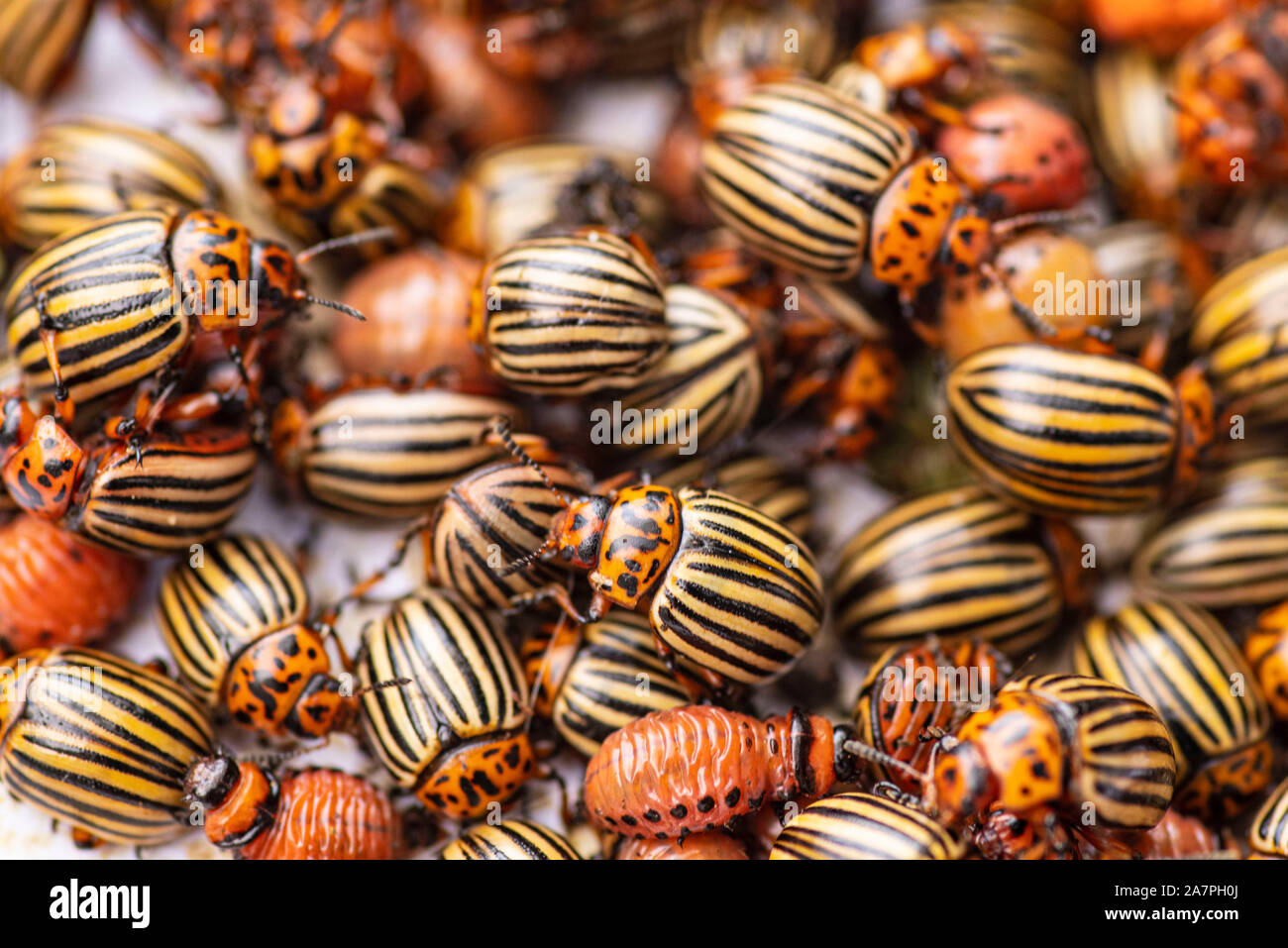 Potato bugs on foliage of potato in nature, natural background, close ...