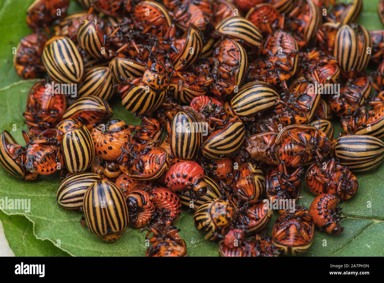 Potato bugs on foliage of potato in nature, natural background, close ...