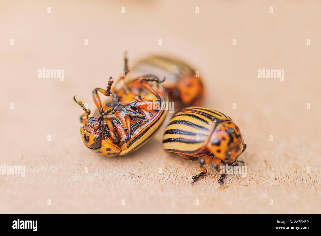 Potato bugs on foliage of potato in nature, natural background, close ...