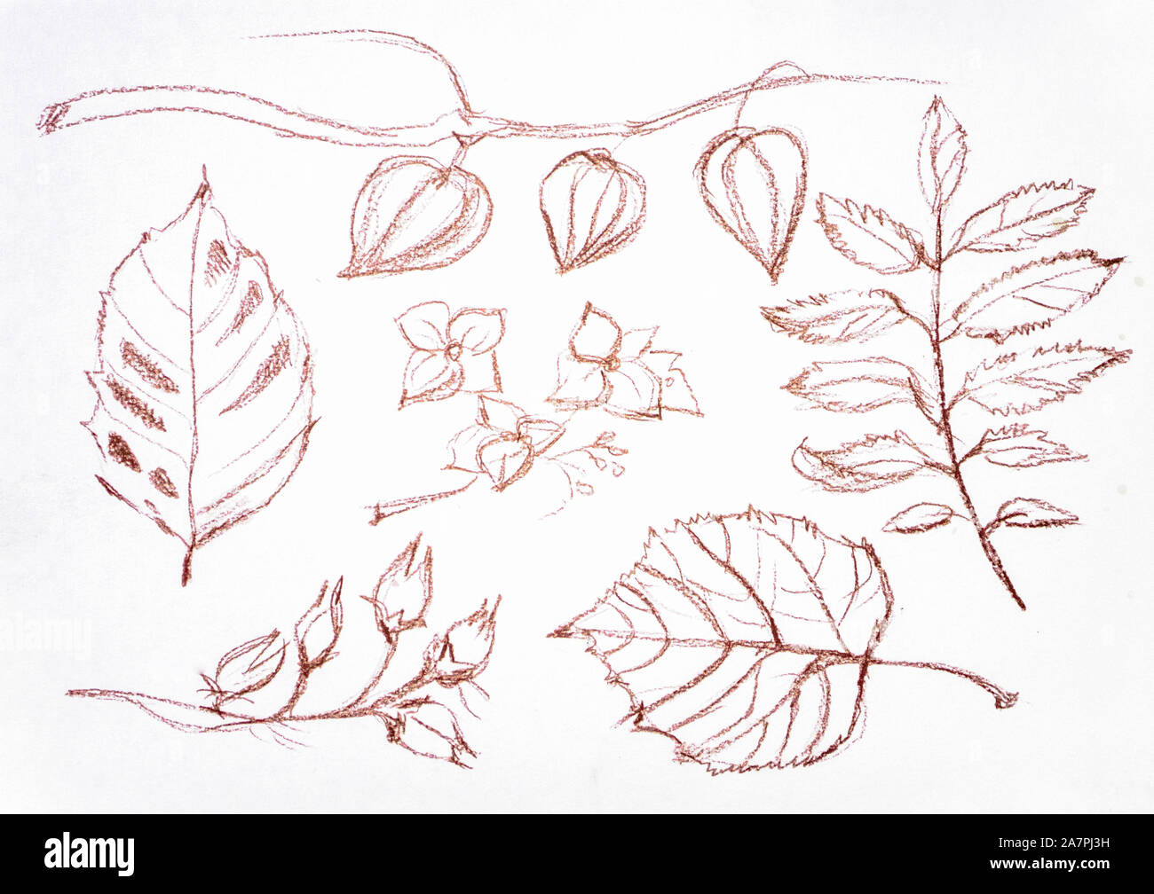 Pencil drawing fruits hi-res stock photography and images - Alamy