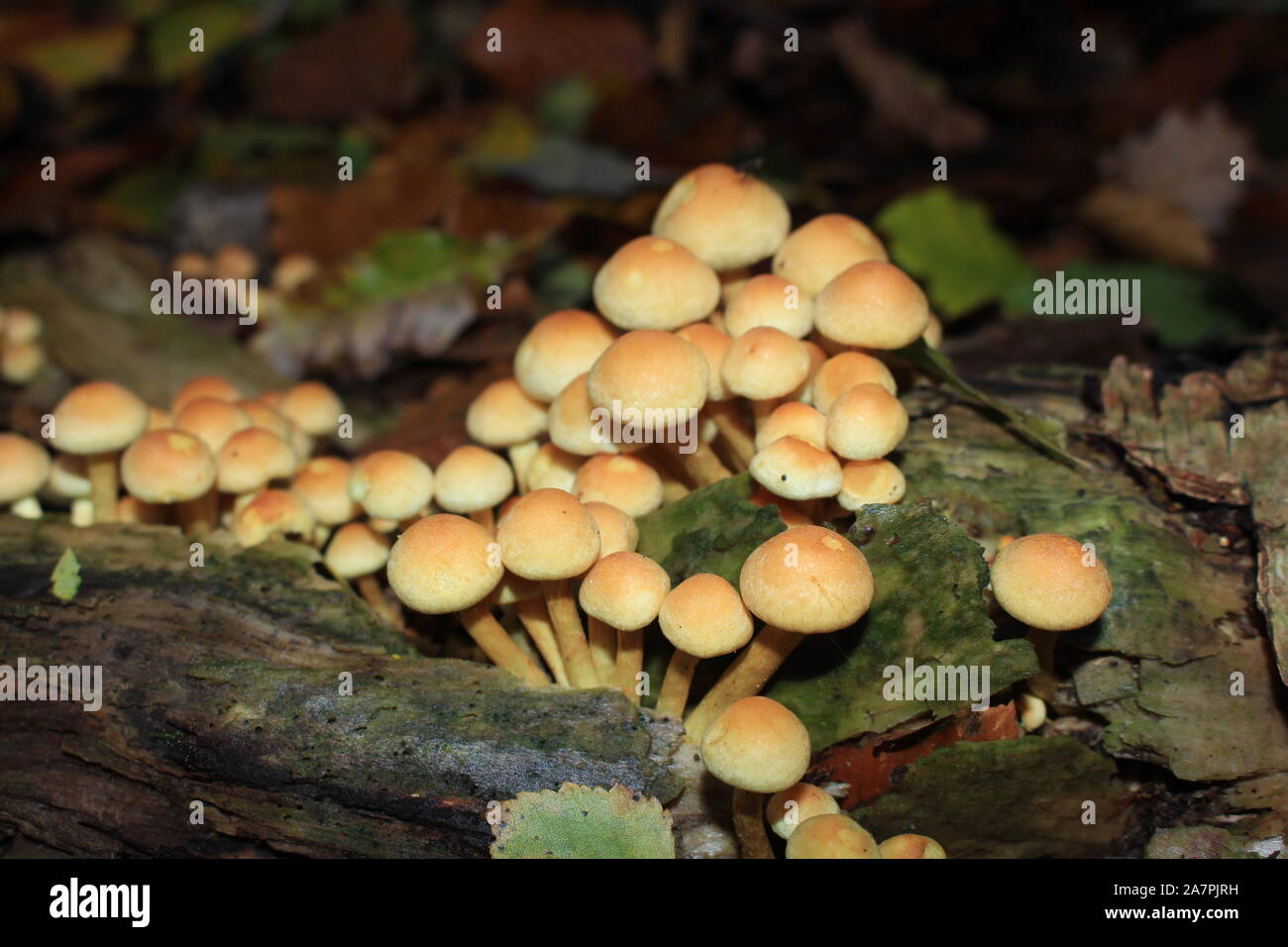 Beautiful yellow fungi growing on old wood in the wood. Autumn Stock ...