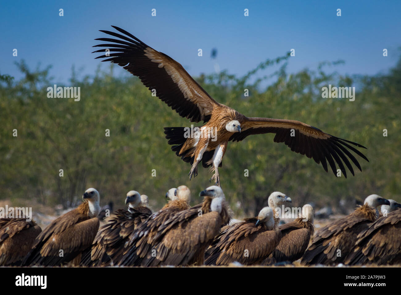 Griffon Vulture Wingspan