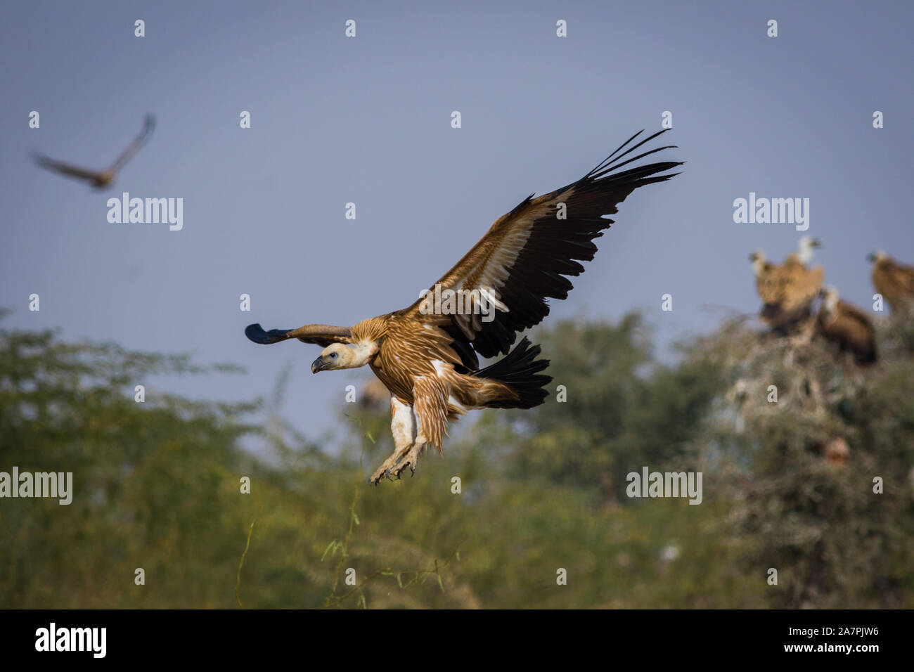 Full wingspan hi-res stock photography and images - Alamy