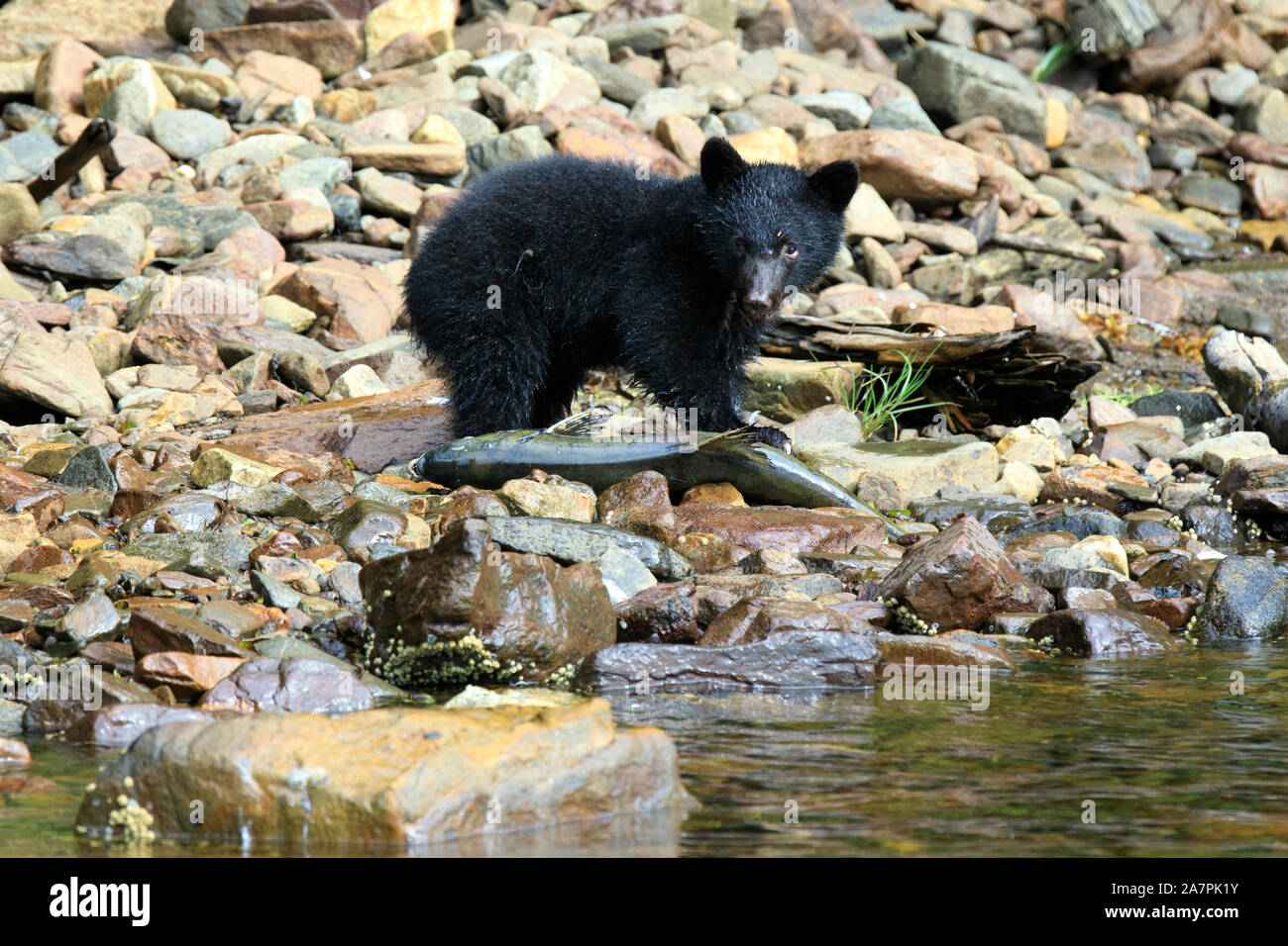 Alaska black bear, Neets Bay, Alaska, USA Stock Photo - Alamy