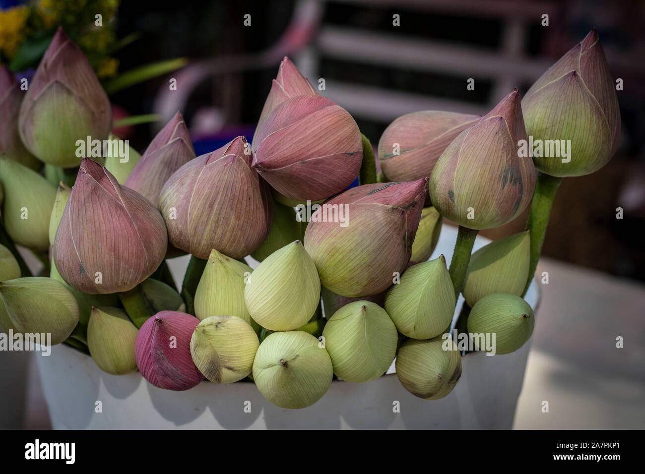 Many lotus flowers hi-res stock photography and images - Alamy