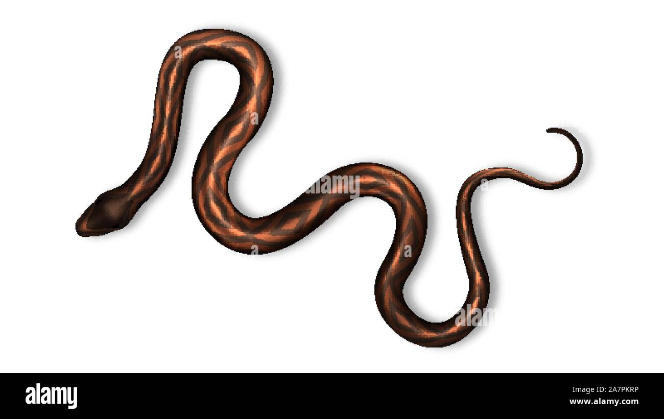 Snake With Danger Poison And Bright Color Vector Stock Vector Image ...