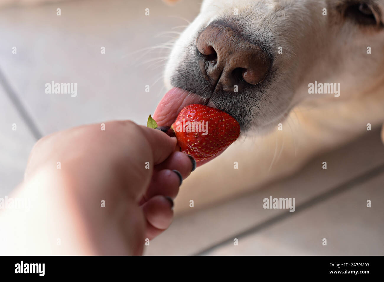 White Labrador retriever dog eating a strawberry fruit from owners hand ...