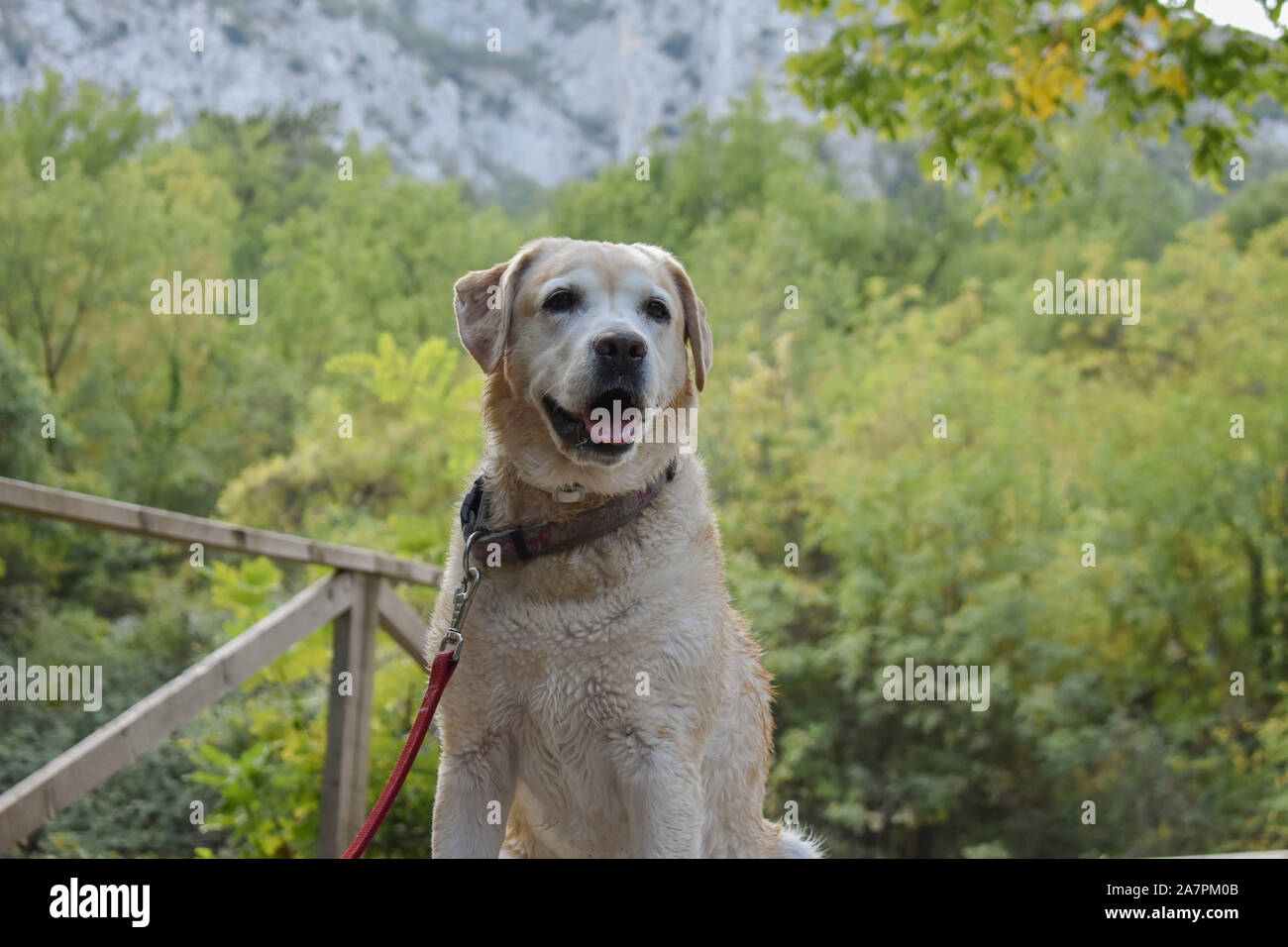 Golden labrador in landscape hi-res stock photography and images - Alamy