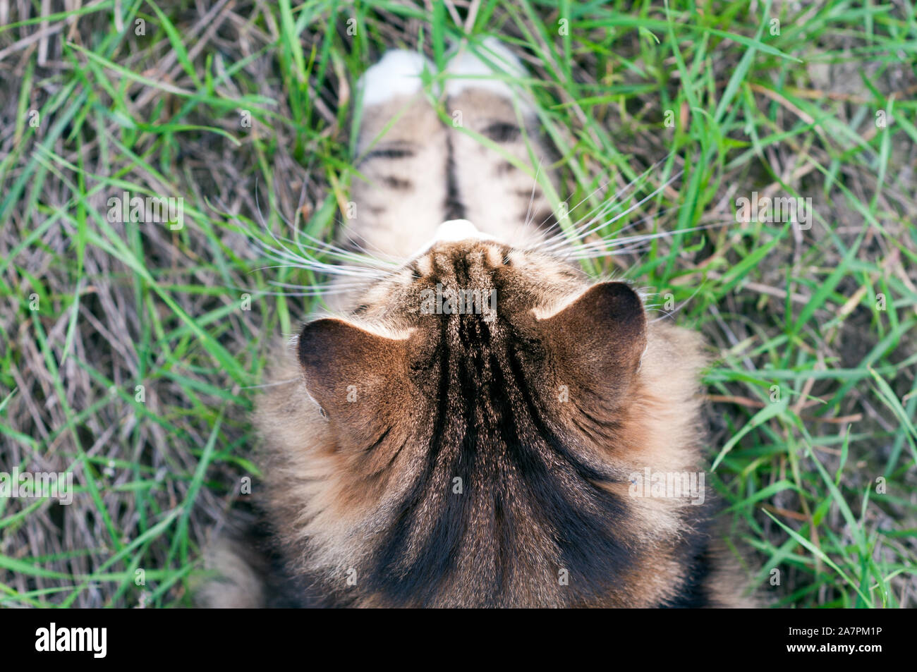 beautiful norwegian forest cat from below sitting on the grass Stock ...