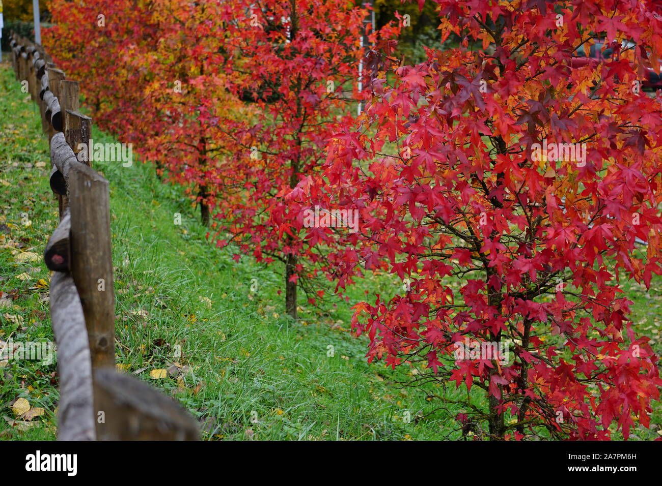 Changing maple trees hi-res stock photography and images - Alamy