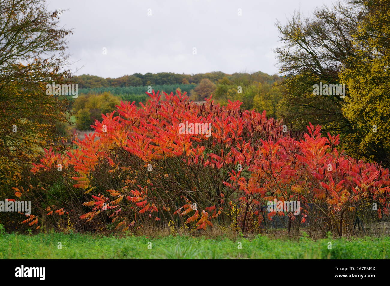 colorful sumac trees growing wild in the country Stock Photo - Alamy
