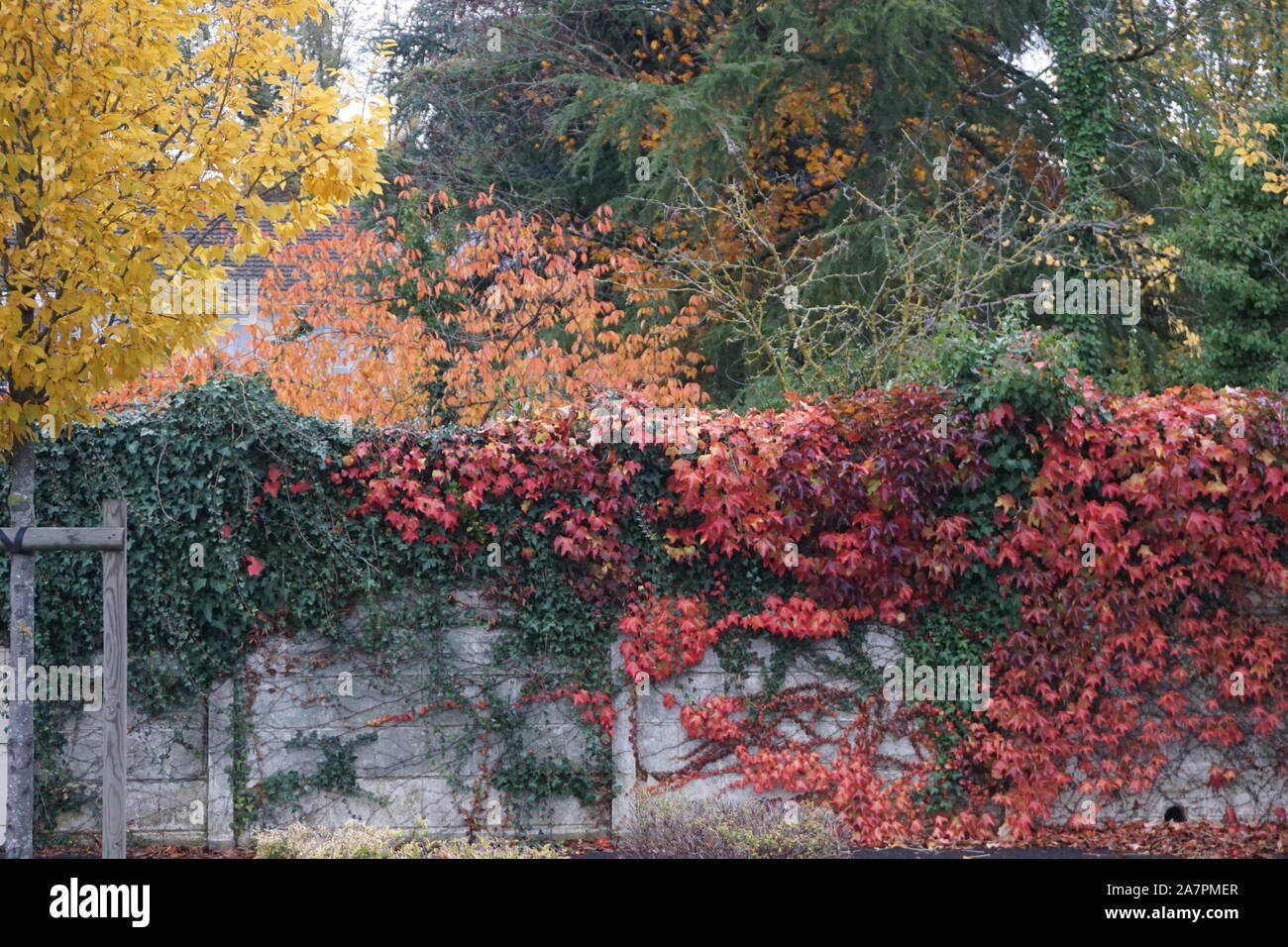 red ivy creeping along an old stone wall by the park in the fall Stock ...