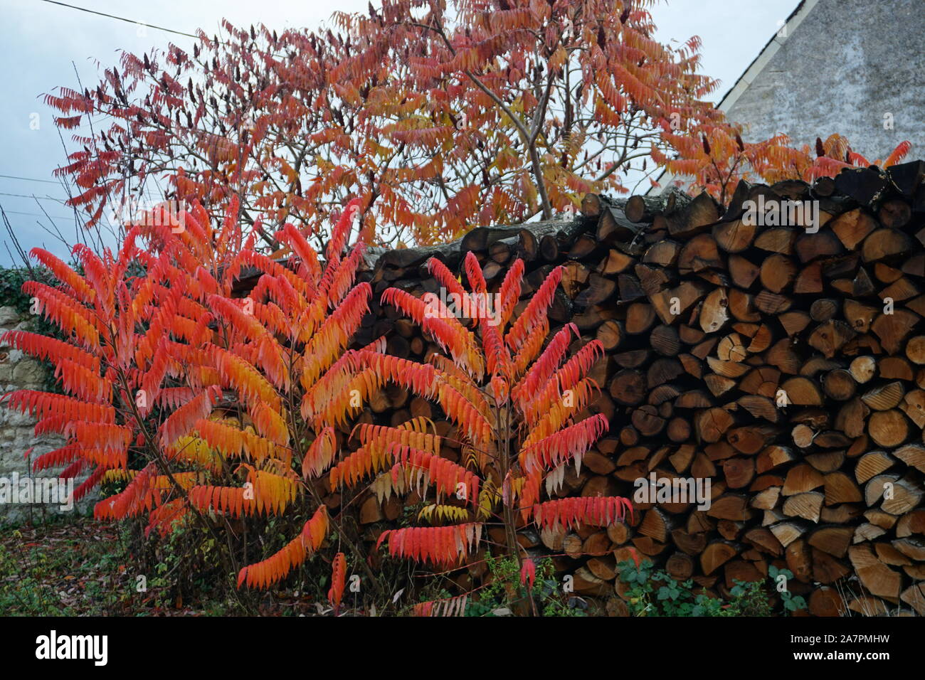 colorful sumac growing by an old wood pile in the countryside Stock ...