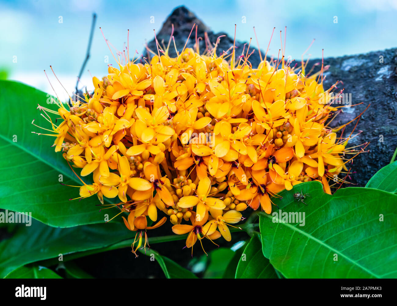 Ashoka tree flower saraca indica hi-res stock photography and images ...