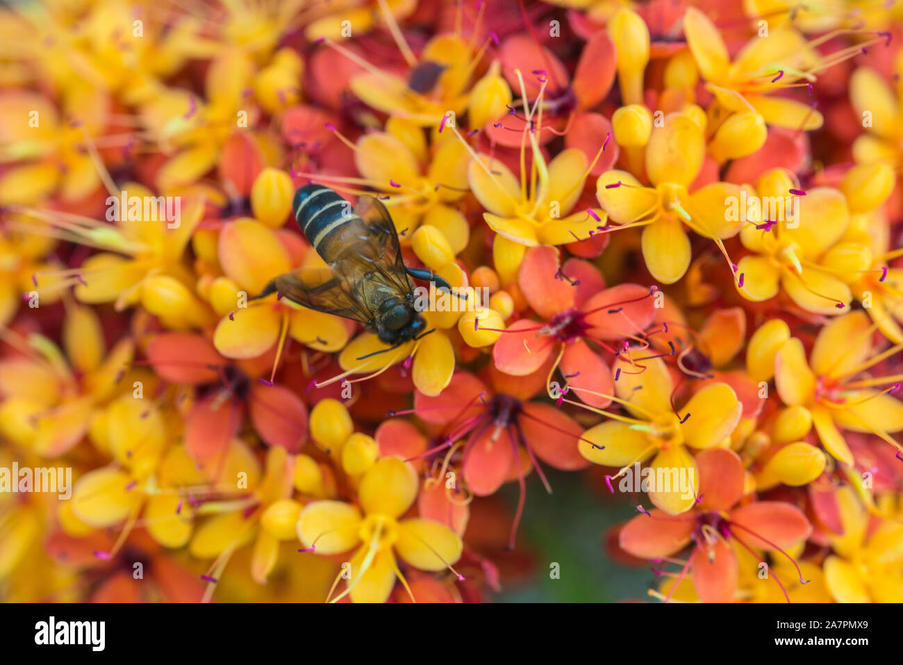 Ashoka tree flower saraca indica hi-res stock photography and images ...