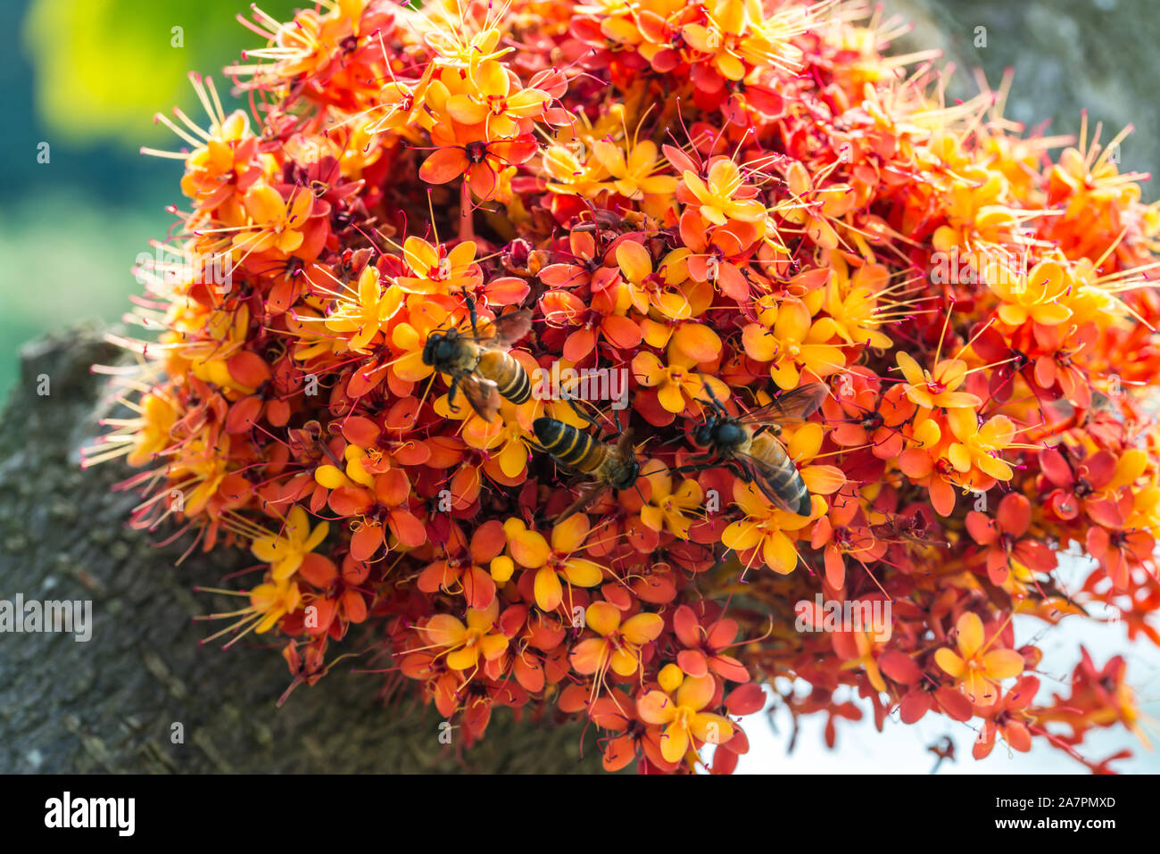 Ashoka tree flower saraca indica hi-res stock photography and images ...