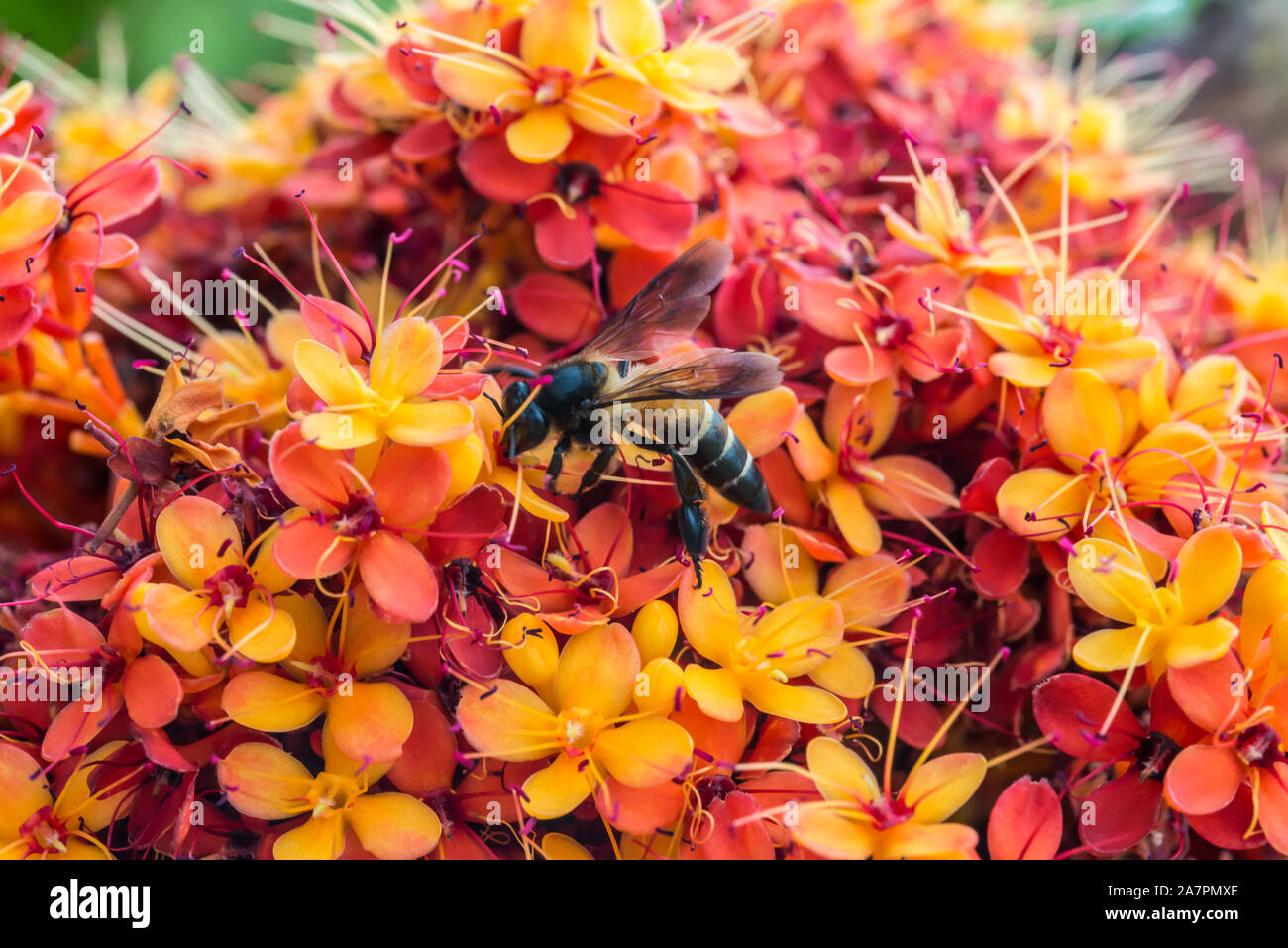 Ashoka tree flower saraca indica hi-res stock photography and images ...
